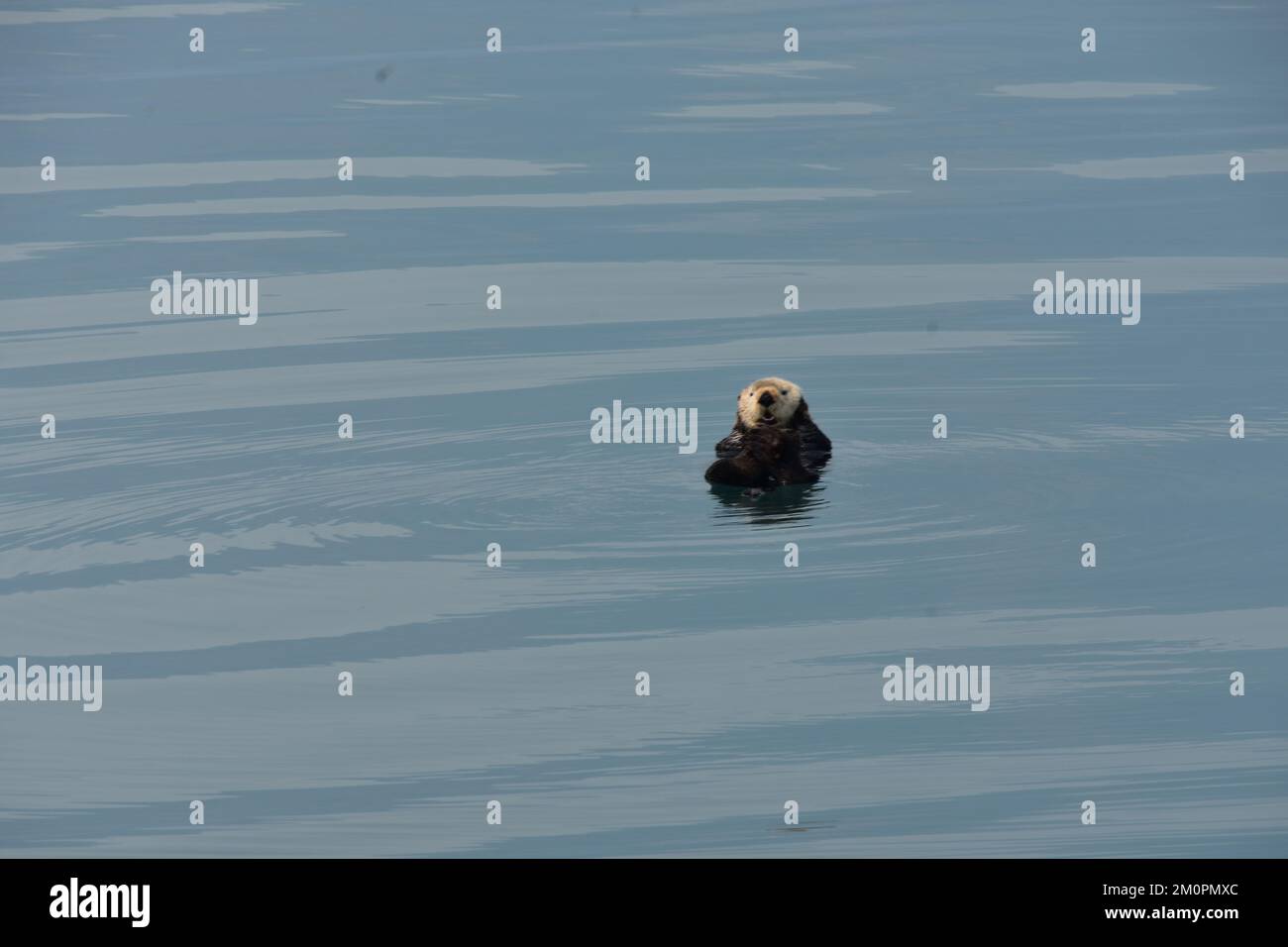 Sea Otter floating in the Arctic Ocean Stock Photo - Alamy