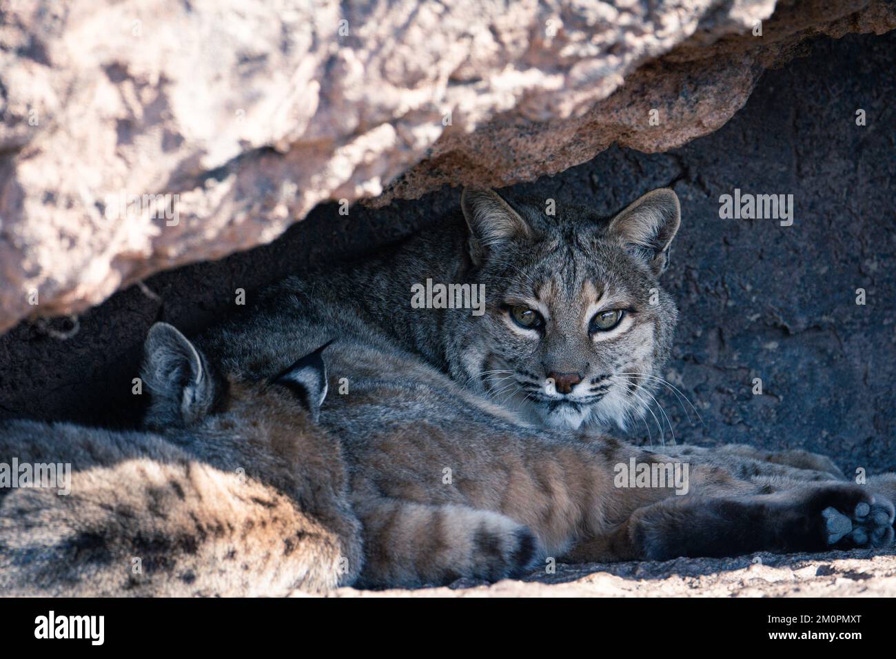 Bobcat at Arizona-Sonora Desert Museum in Tucson, Arizona Stock Photo ...