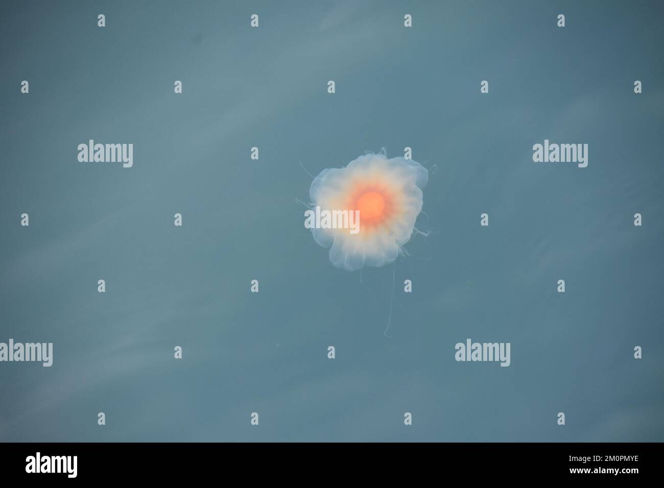 Floating wildlife hi-res stock photography and images - Alamy