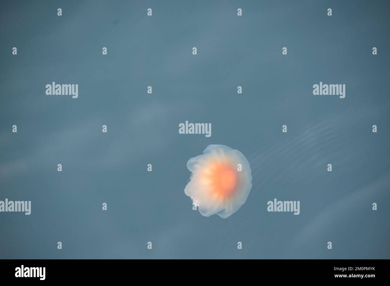 Jelly fish floating in the arctic ocean Stock Photo - Alamy