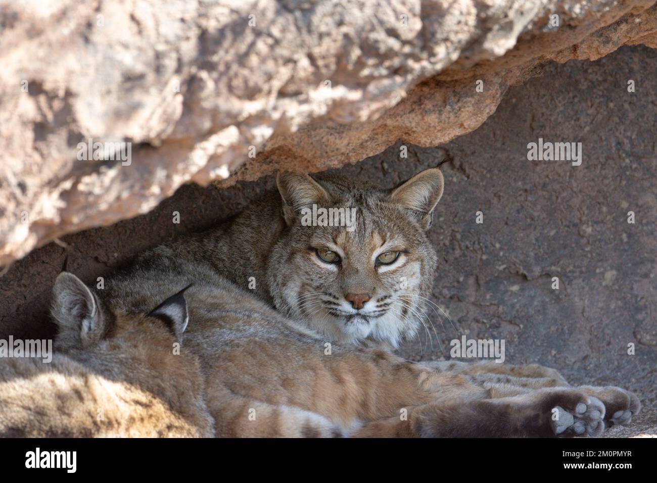 Bobcat at Arizona-Sonora Desert Museum in Tucson, Arizona Stock Photo ...