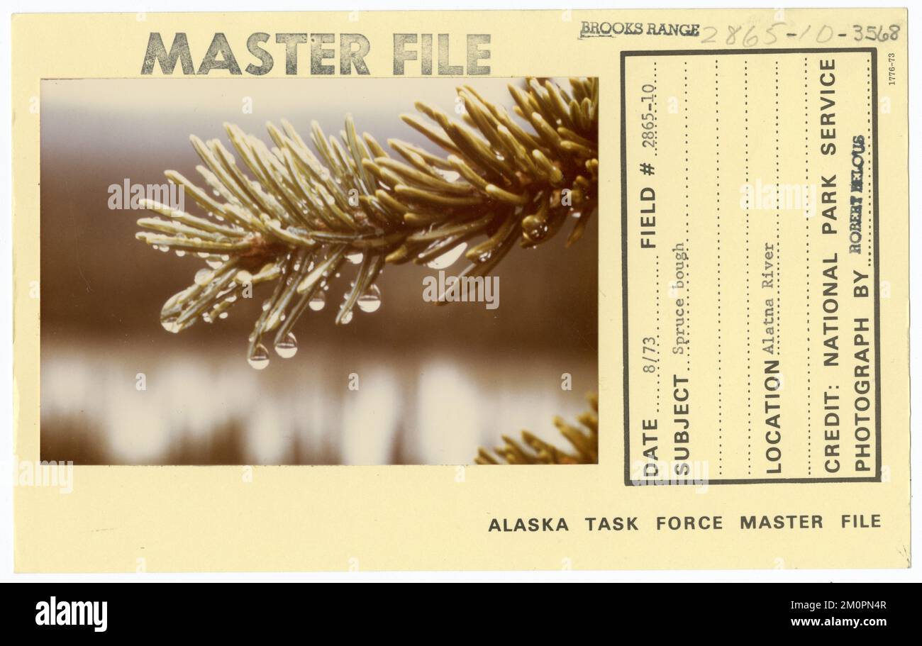 Spruce bough. Alaska Task Force Photographs Stock Photo - Alamy