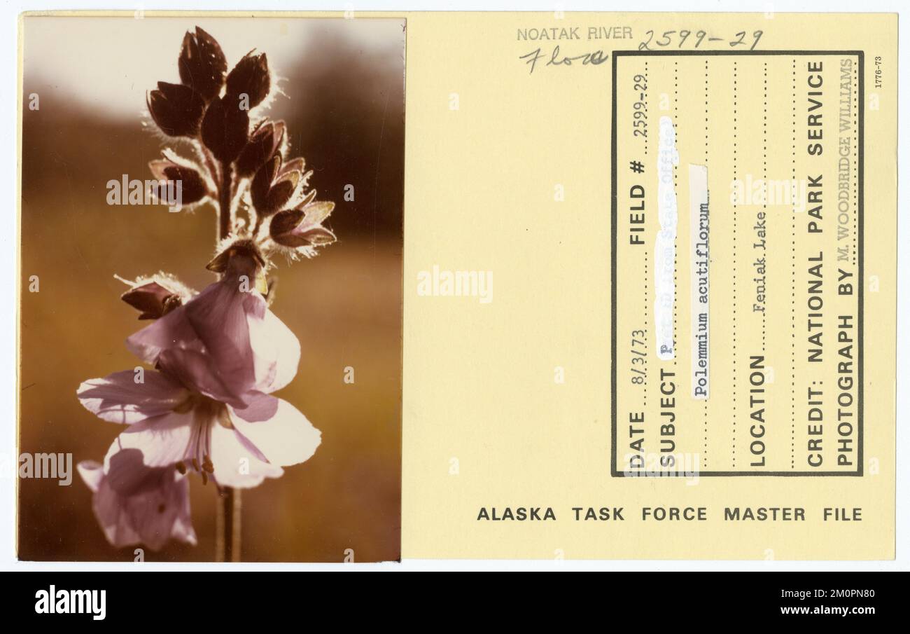 Polemonium acutiflorum. Alaska Task Force Photographs Stock Photo - Alamy