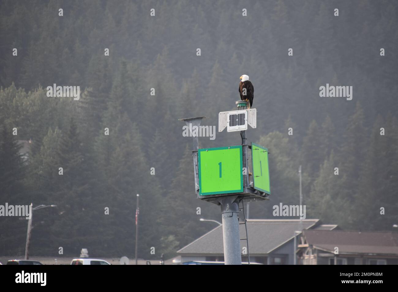Bald eagle perched on inlet marker in smoky air Stock Photo - Alamy