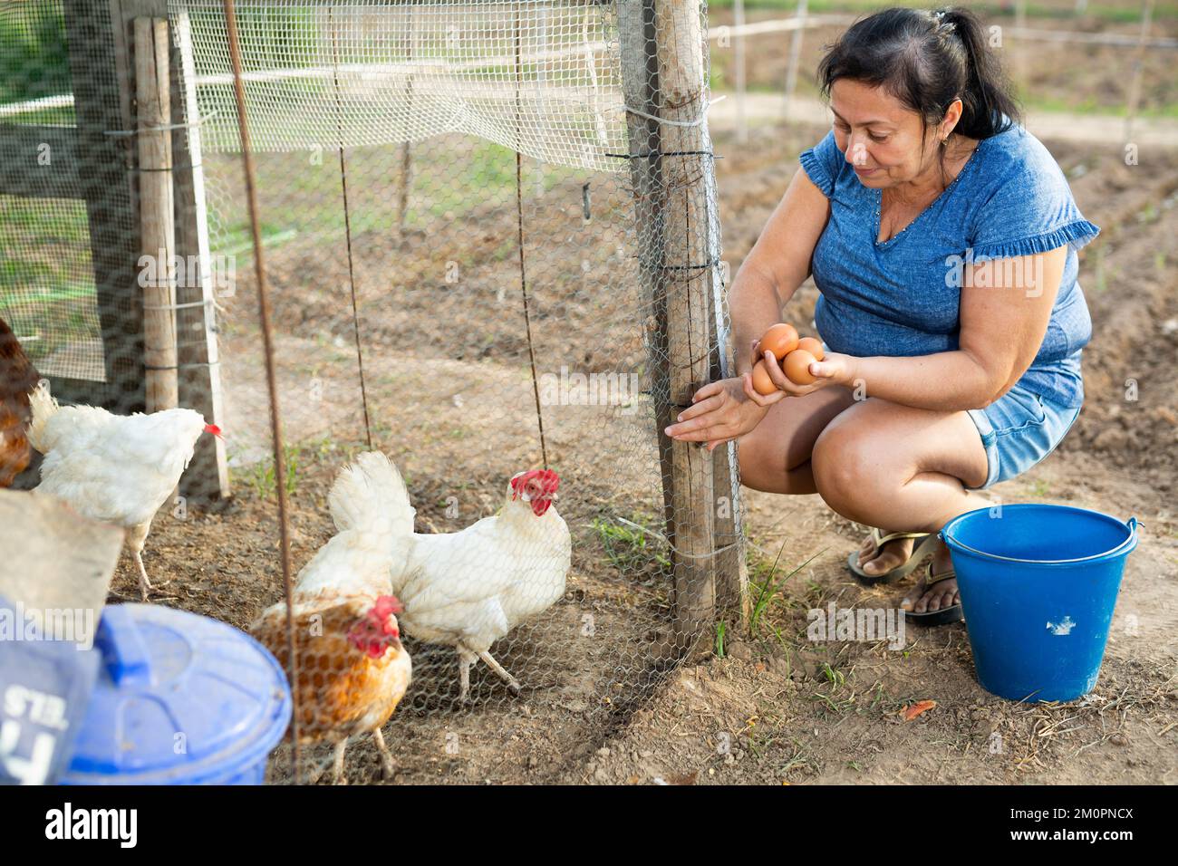 Woman collecting chicken eggs in chicken coop outdoors Stock Photo - Alamy