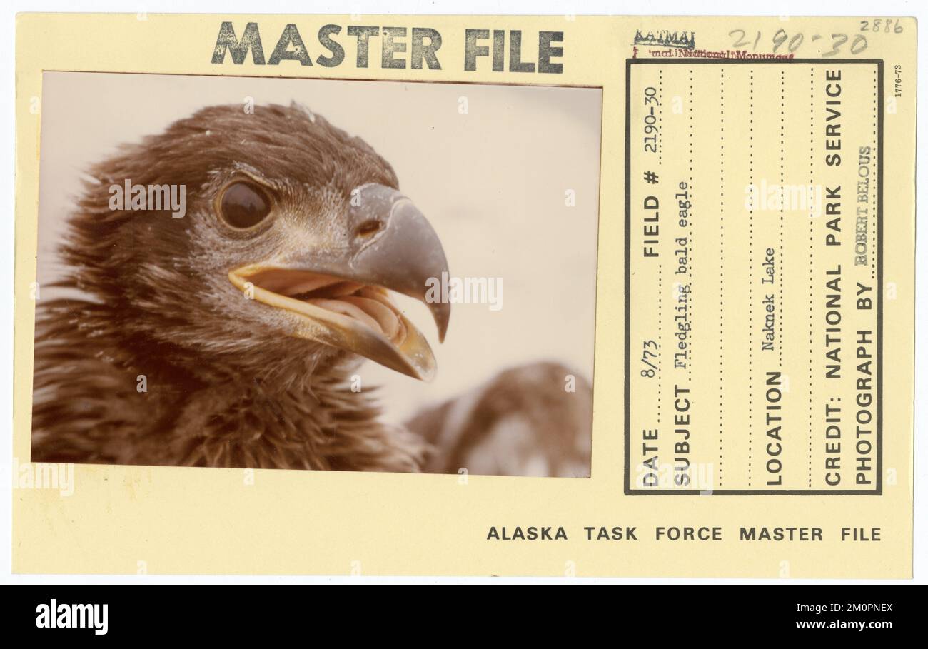 Fledgling bald eagle. Alaska Task Force Photographs Stock Photo - Alamy