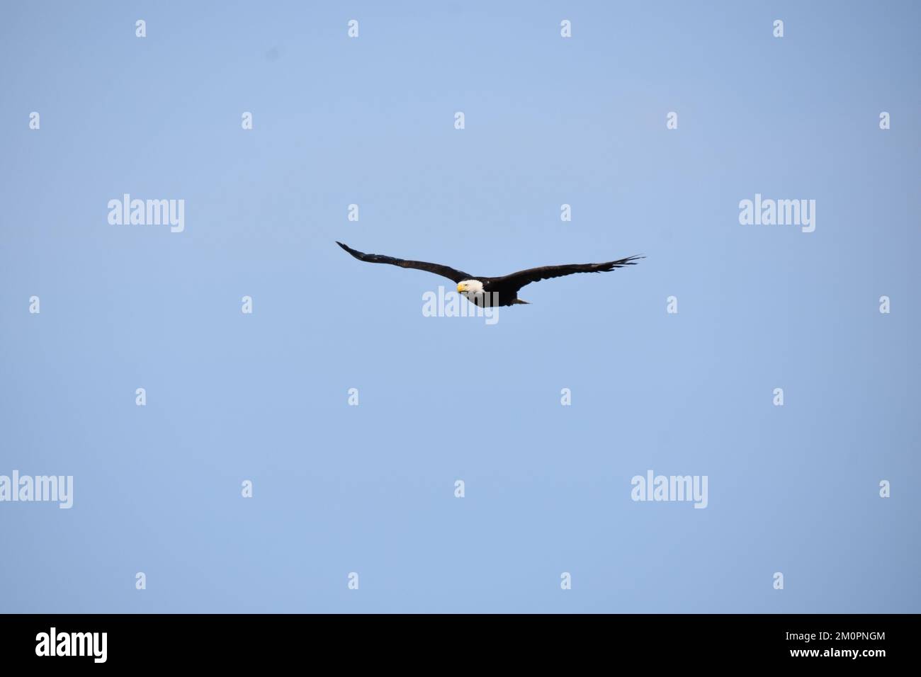Bald eagle in flight against bright blue sky Stock Photo - Alamy