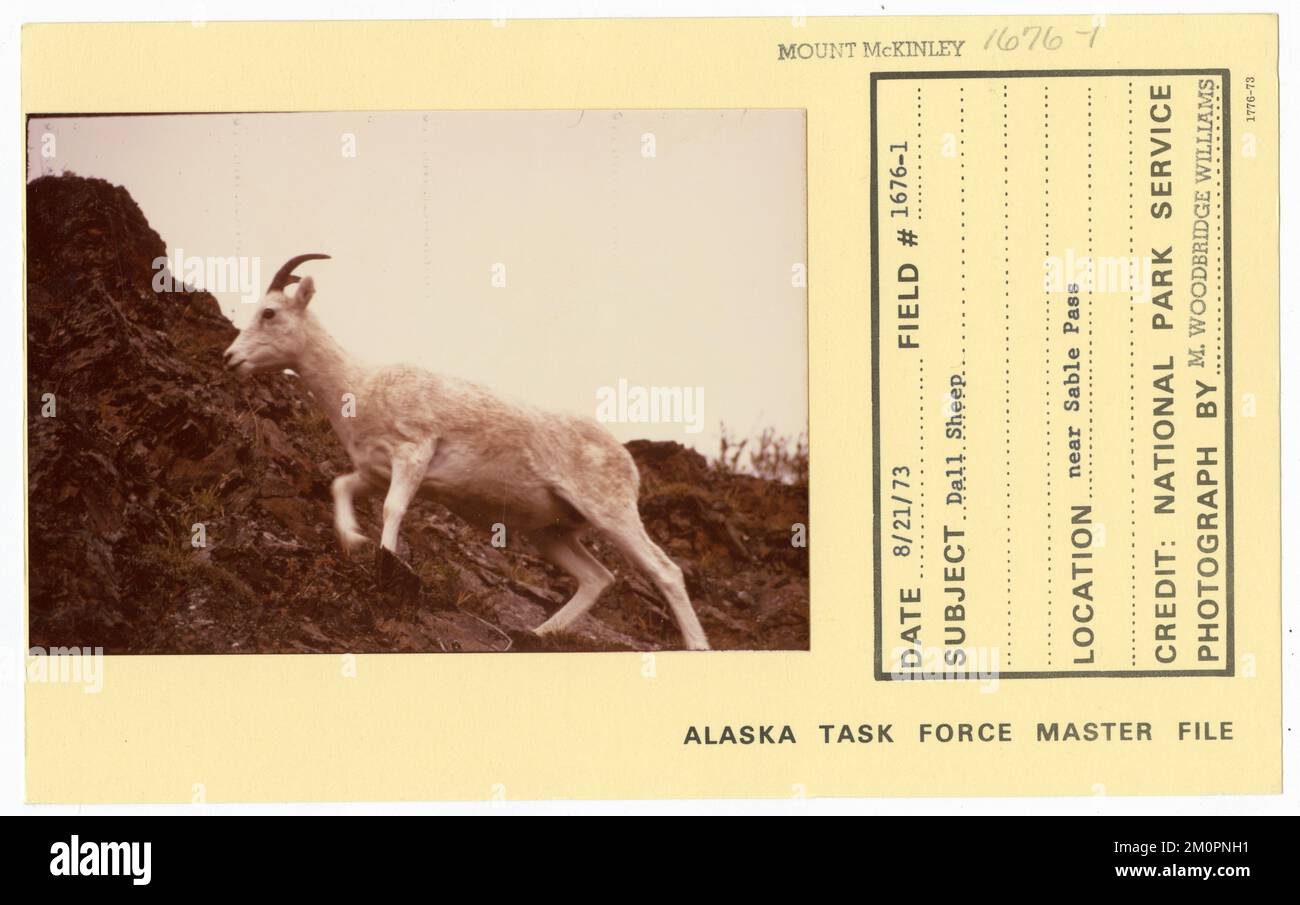 Dall sheep. Alaska Task Force Photographs Stock Photo - Alamy