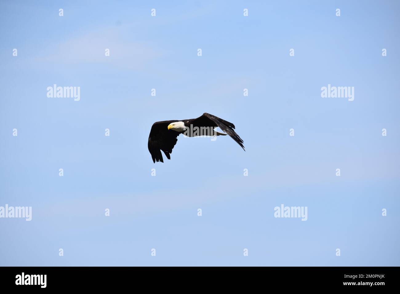 Bald eagle in flight against bright blue sky Stock Photo - Alamy