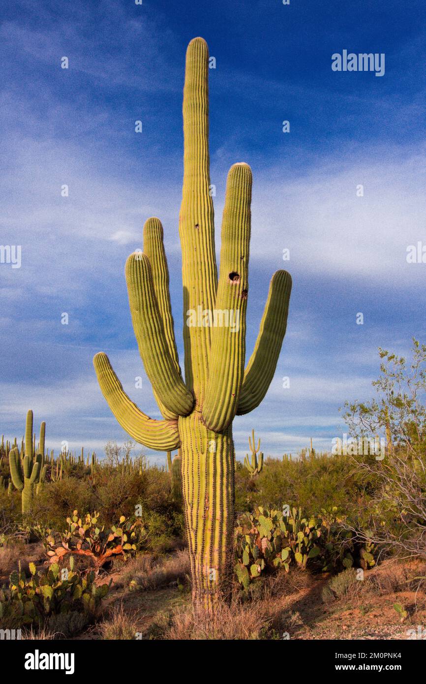 Saguaro National Park in Tucson, Arizona Stock Photo - Alamy