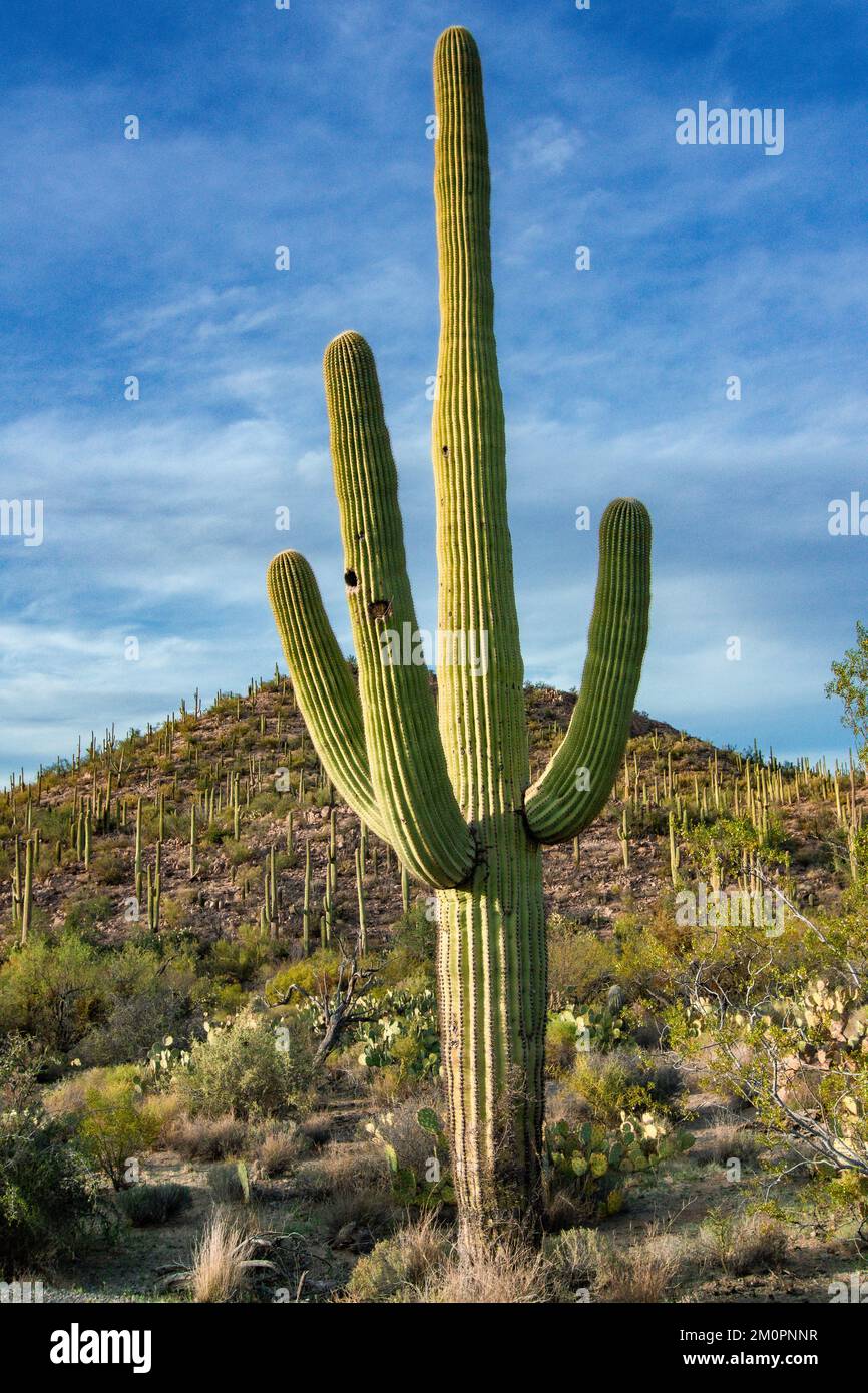 Saguaro National Park in Tucson, Arizona Stock Photo - Alamy