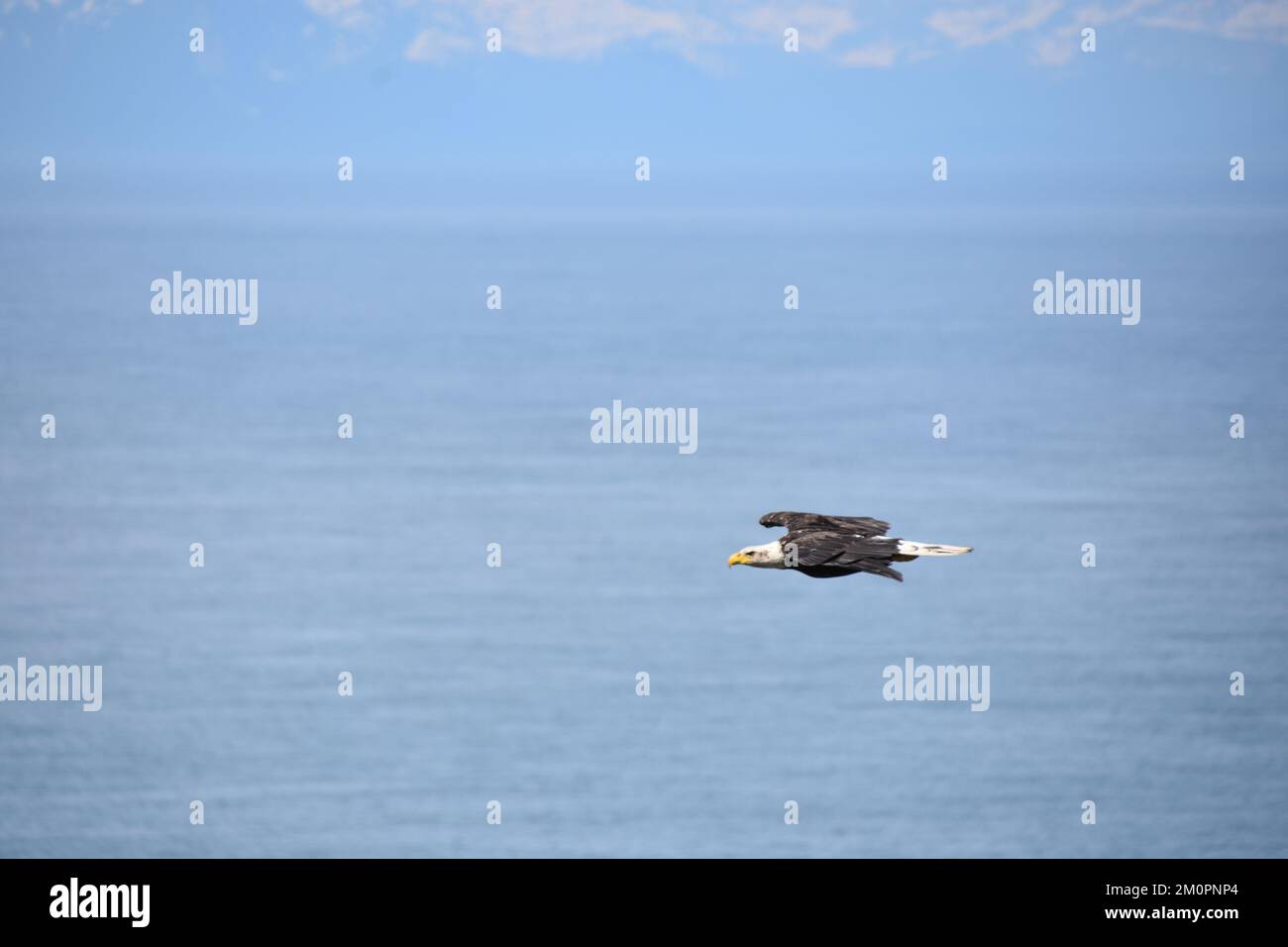 Black eagle flying over mountains hi-res stock photography and images ...