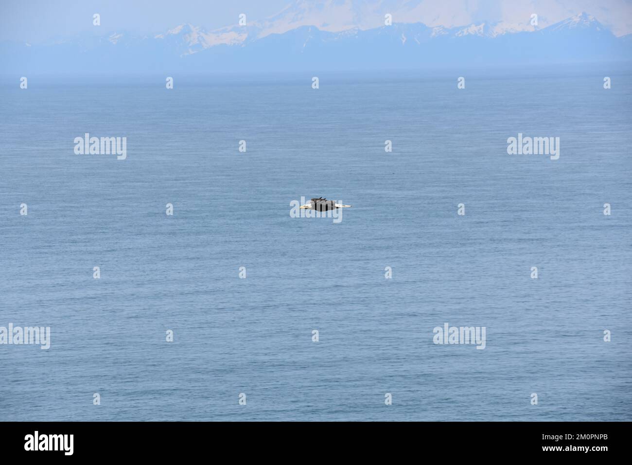 Flying eagle in blue sky hi-res stock photography and images - Alamy