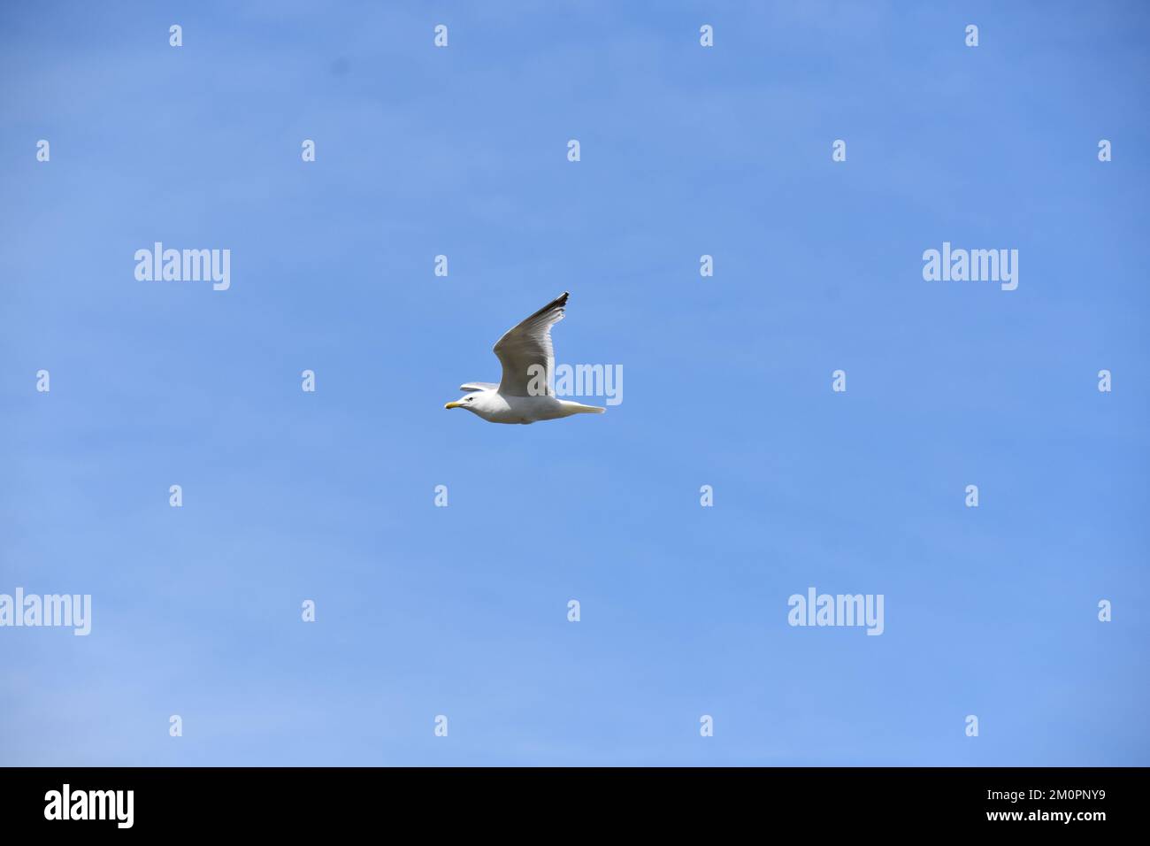 Blue summer sky only hi-res stock photography and images - Alamy