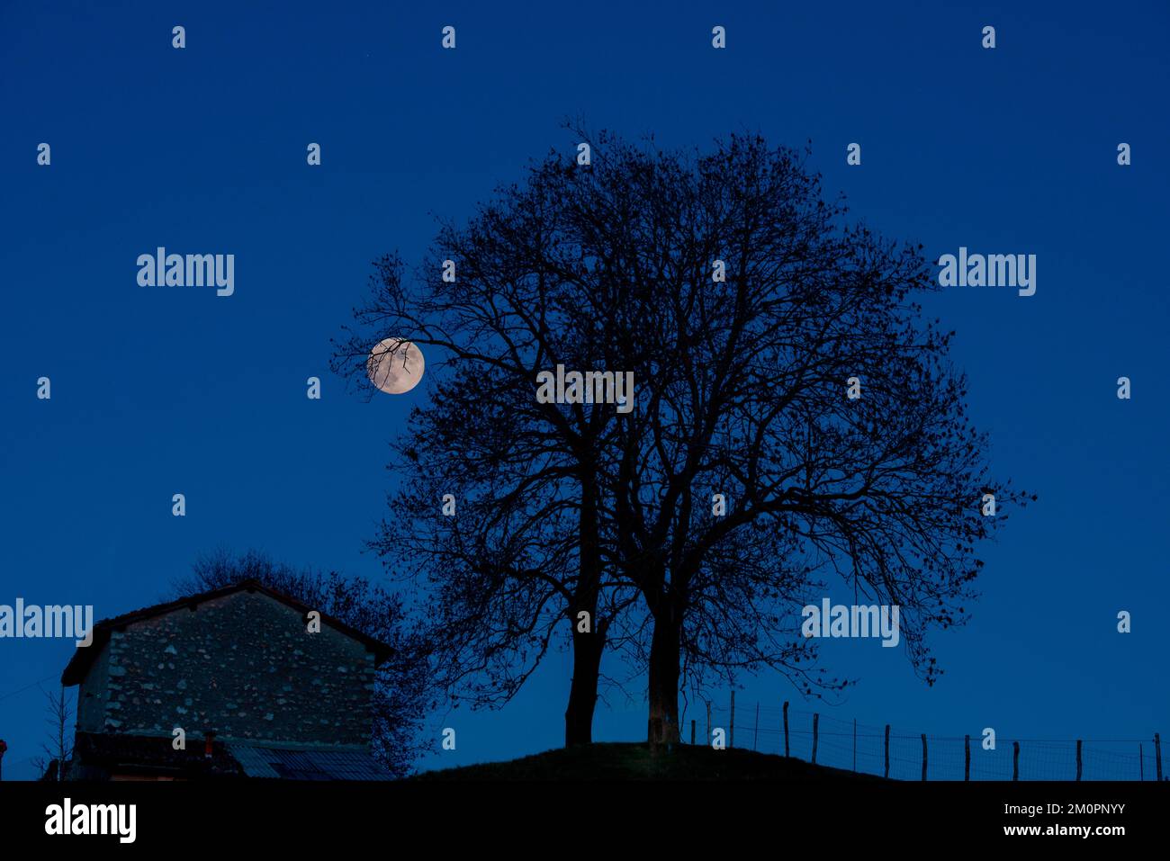 Trees at twilight with moon Stock Photo - Alamy