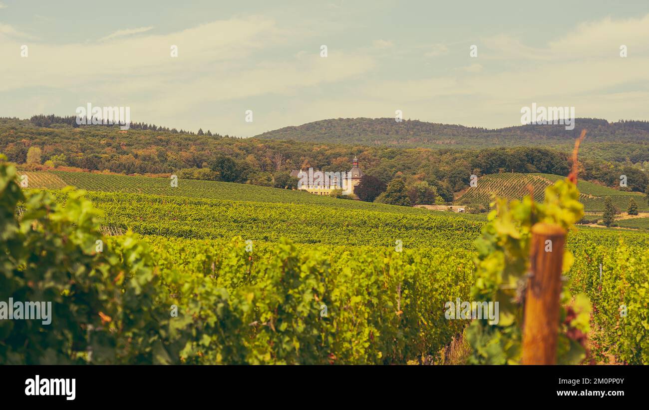 The Schloss Vollrads, an old German castle in the Rheingau wine-growing ...