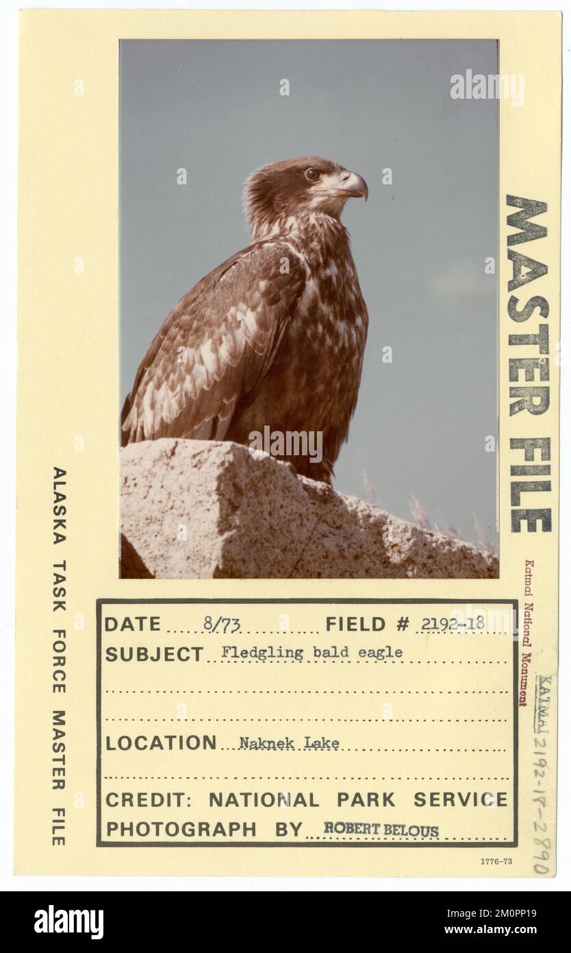 Fledgling bald eagle. Alaska Task Force Photographs Stock Photo - Alamy