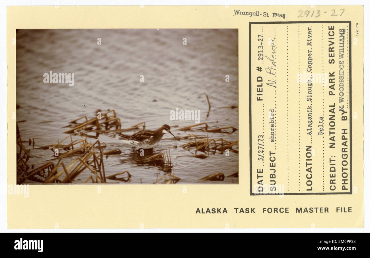 Shorebird. Alaska Task Force Photographs Stock Photo - Alamy