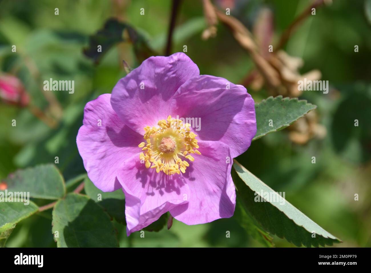 Bright purple flower hi-res stock photography and images - Alamy