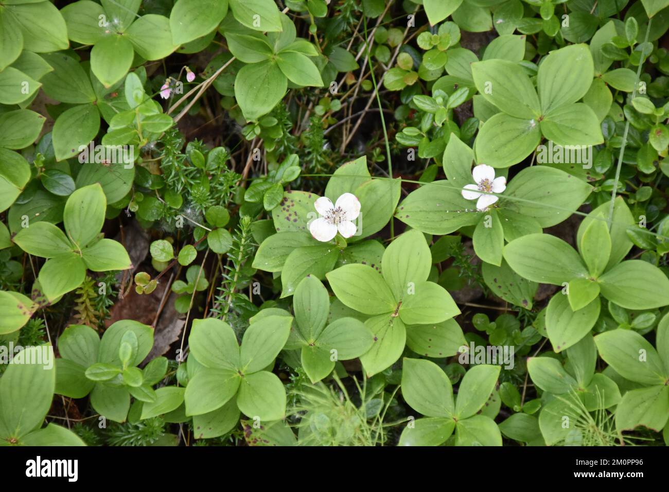 Small white wild flowers in an Alaskan field Stock Photo - Alamy