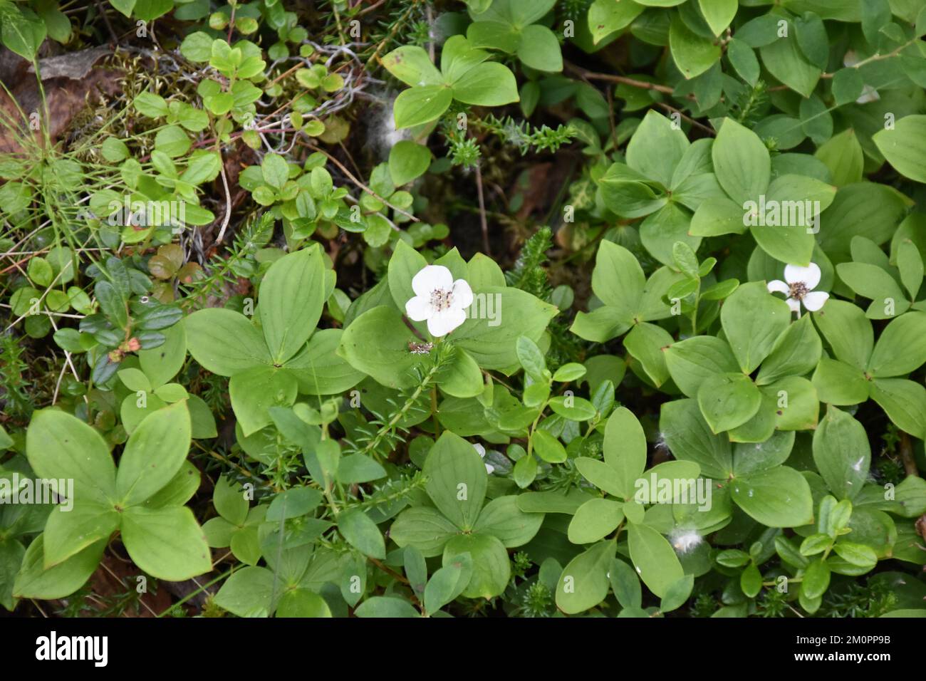 Small white wild flowers in an Alaskan field Stock Photo - Alamy