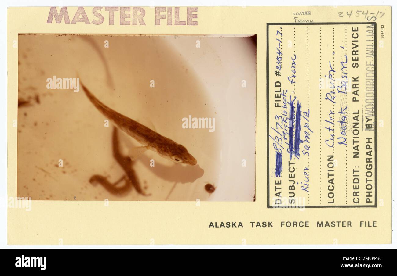 Stickleback from river sample. Alaska Task Force Photographs Stock ...