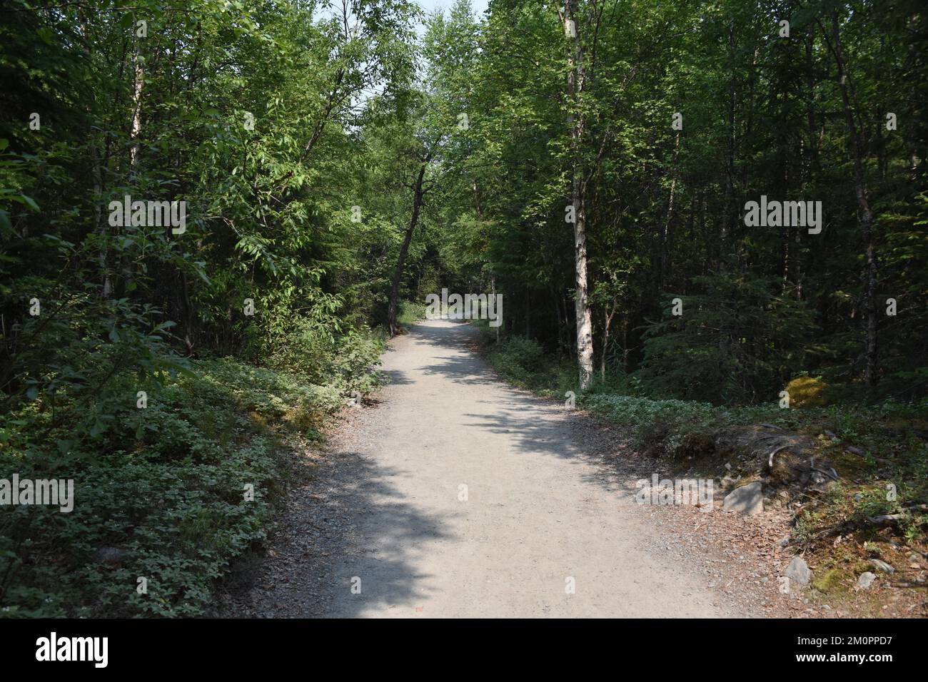 Tree lined alpine hiking trail Stock Photo - Alamy
