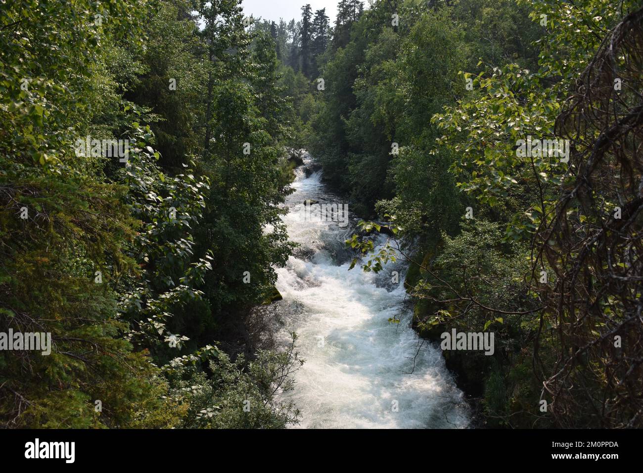 Alpine river rapids lined with trees Stock Photo - Alamy