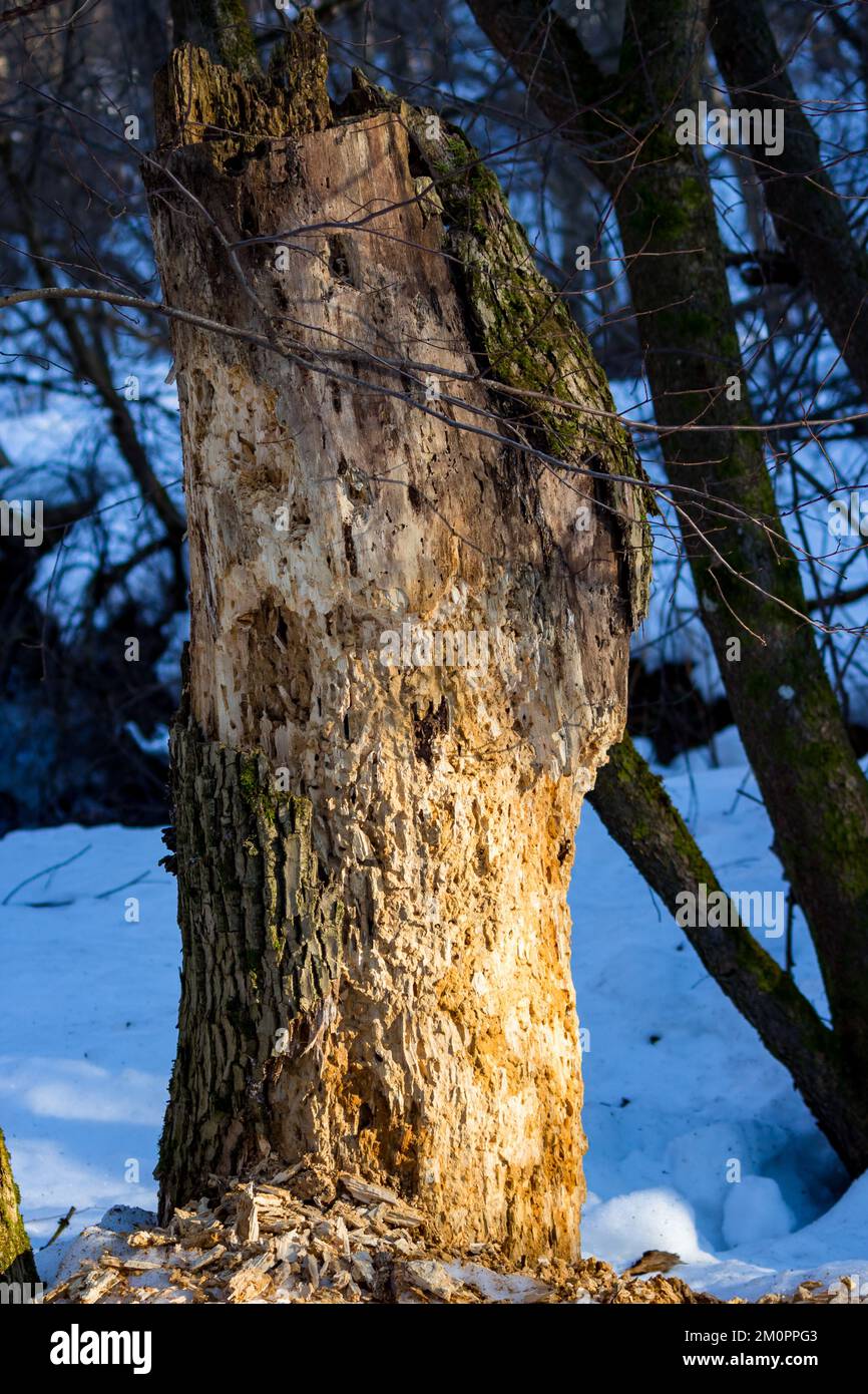 A rotten tree stump eaten by insects against the background of snow ...