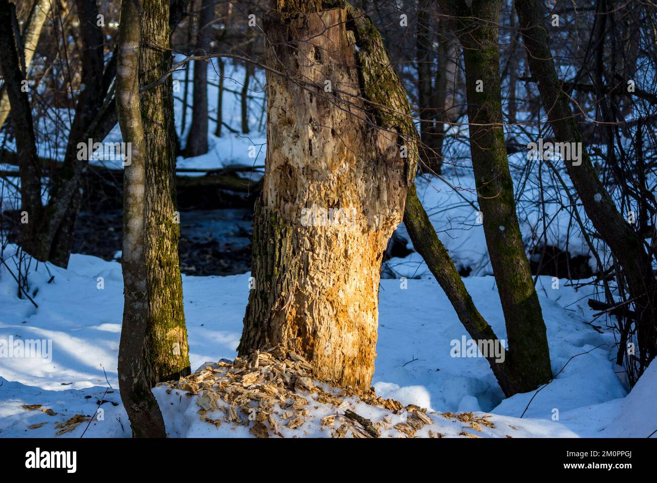A rotten tree stump eaten by insects against the background of snow ...