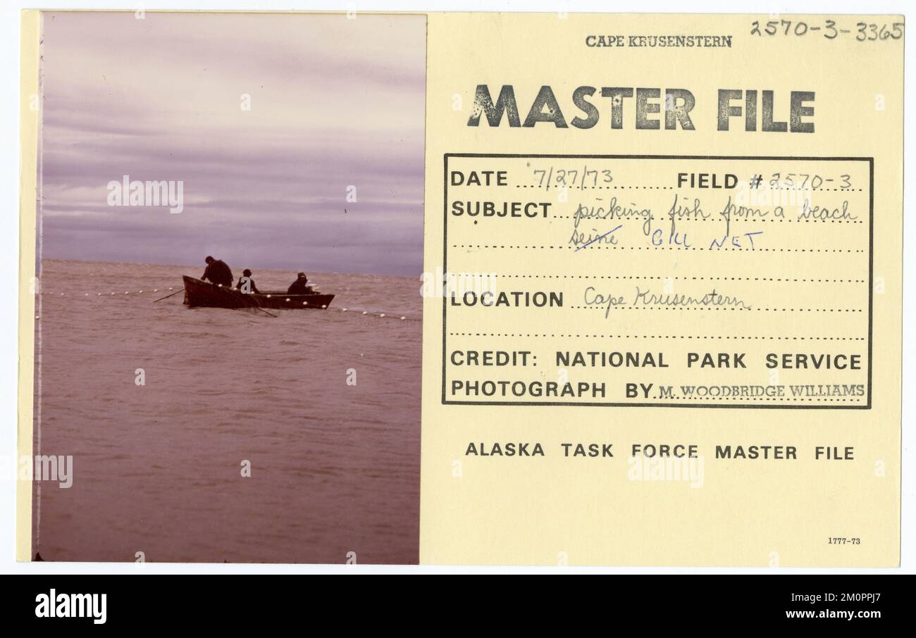 Picking fish from a beach gill net. Alaska Task Force Photographs Stock ...