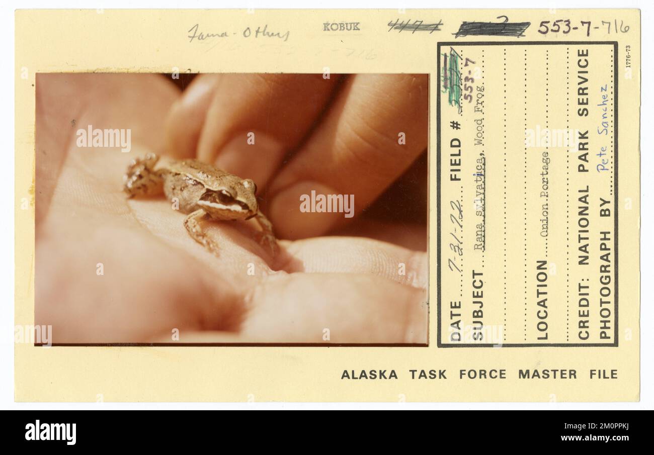 Wood frog alaska hi-res stock photography and images - Alamy