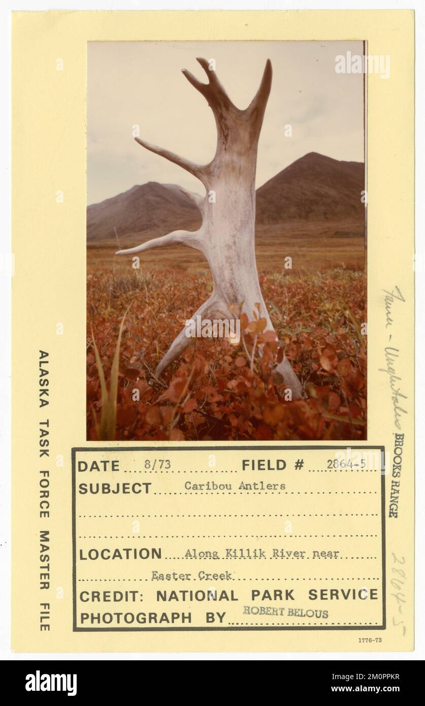 Caribou antlers. Alaska Task Force Photographs Stock Photo - Alamy