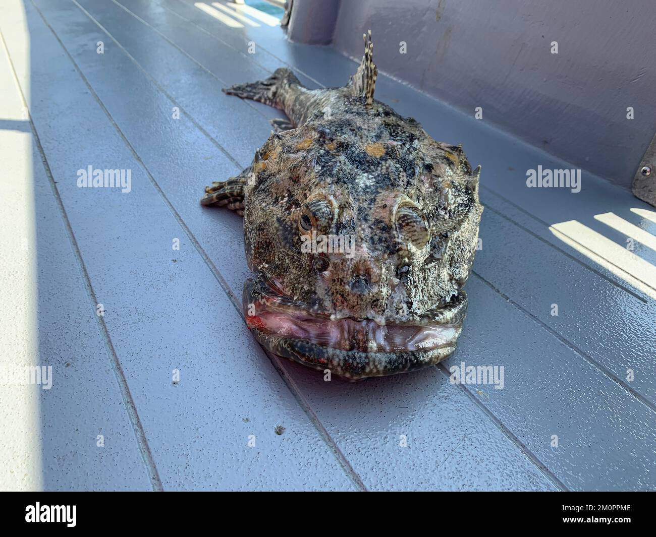 Ugly fish hi-res stock photography and images - Alamy