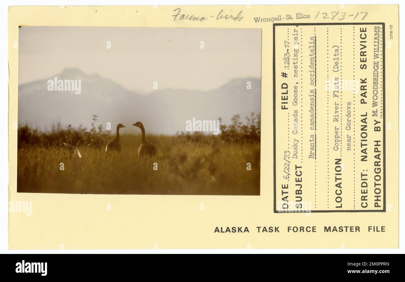 Dusky Canada Goose, nesting pair branta canadensis occidentalis. Alaska ...