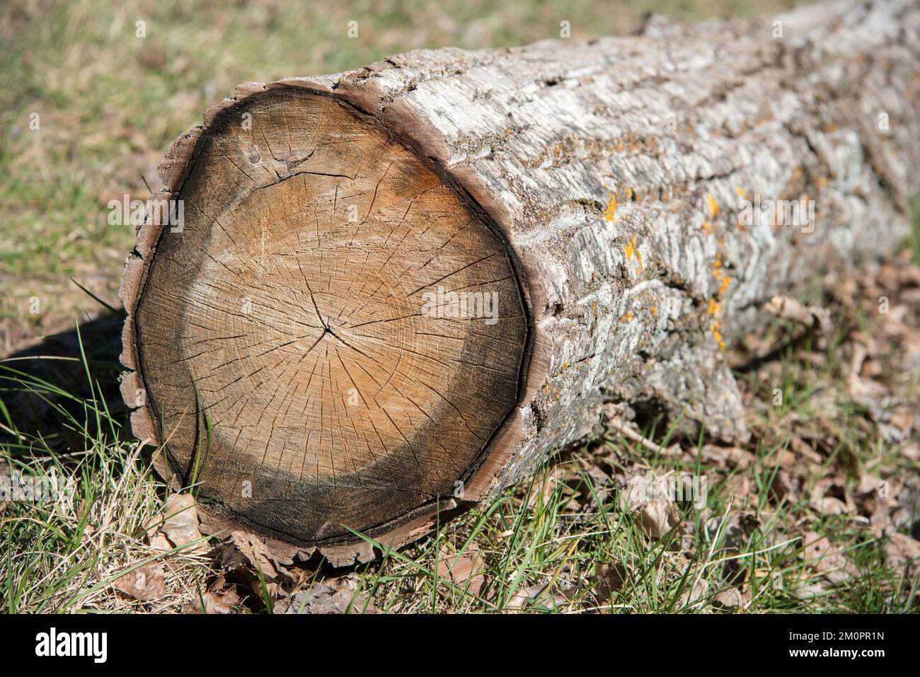Tree trunk on the grass. Dried leaves. Segovia Stock Photo - Alamy