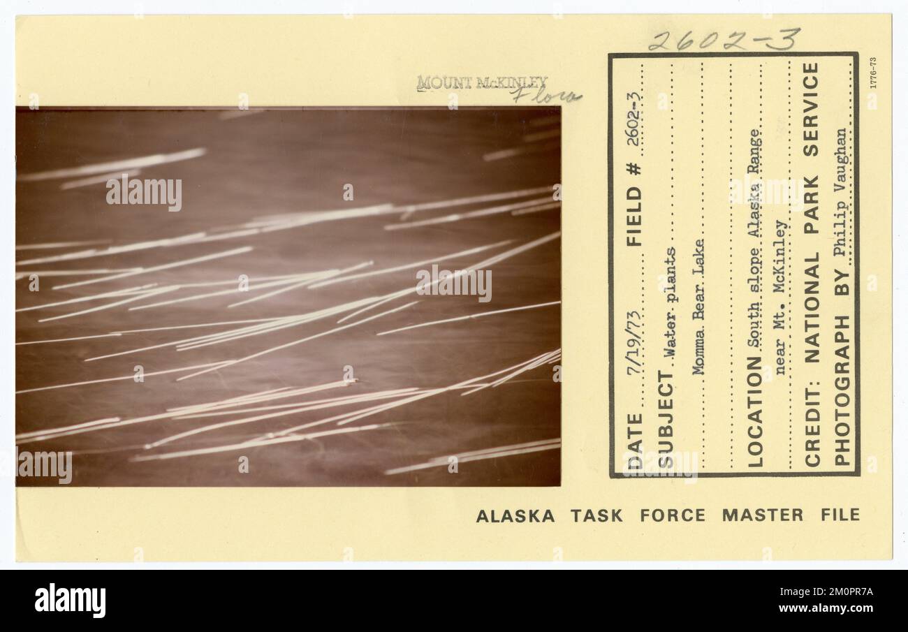 Water plants Momma Bear Lake. Alaska Task Force Photographs Stock Photo ...
