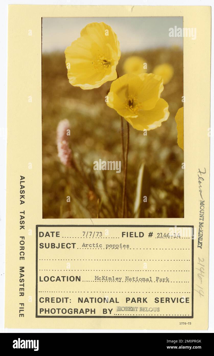 Arctic poppies. Alaska Task Force Photographs Stock Photo - Alamy