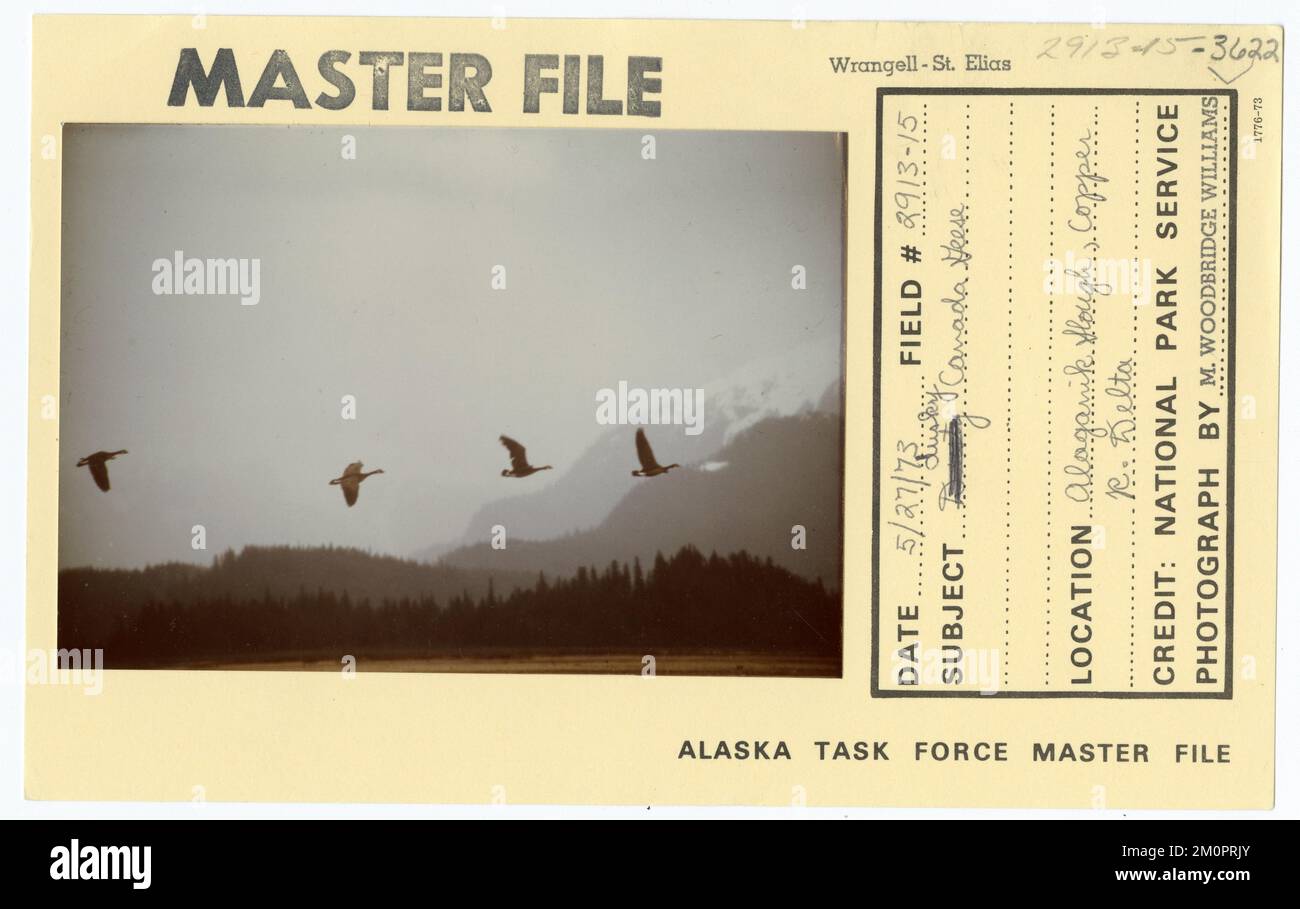 Dusky Canada geese. Alaska Task Force Photographs Stock Photo - Alamy