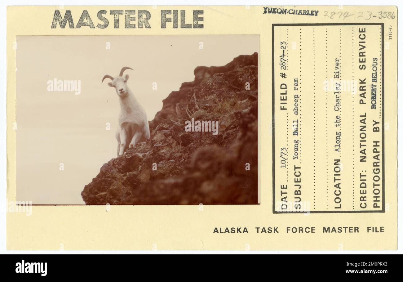 Young Dall sheep ram. Alaska Task Force Photographs Stock Photo - Alamy