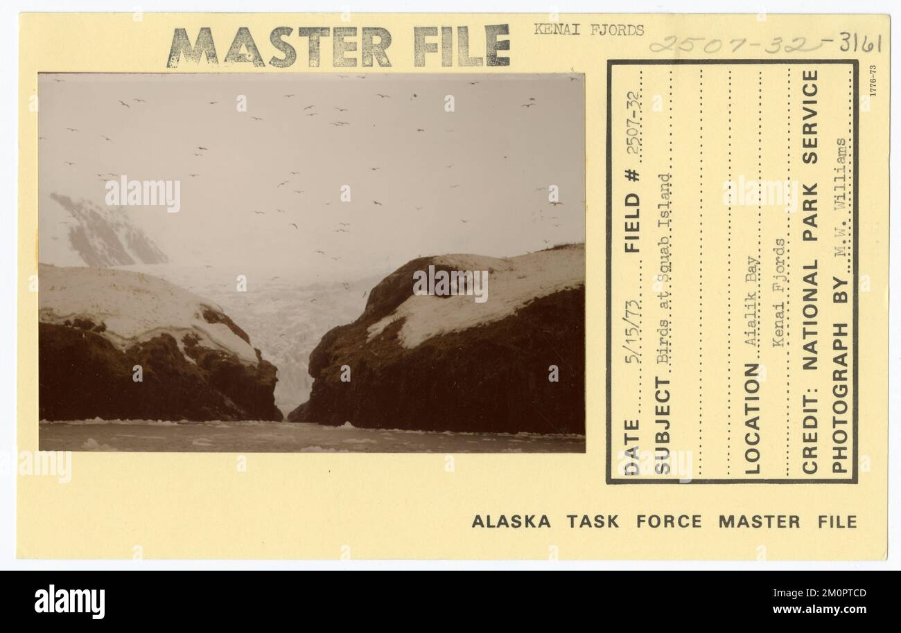 Birds at Squab Island. Alaska Task Force Photographs Stock Photo - Alamy