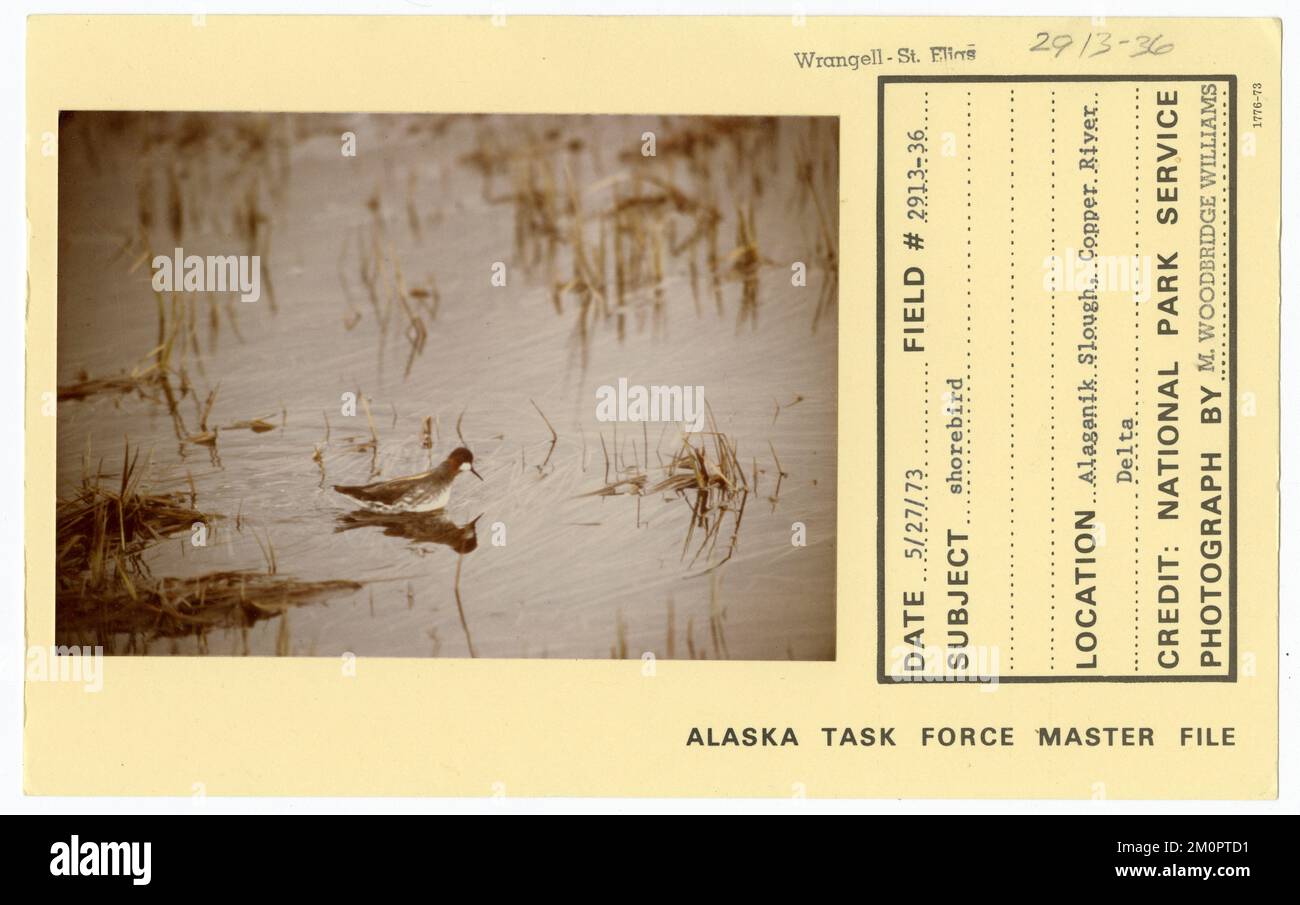 Behavior bird Cut Out Stock Images & Pictures - Alamy