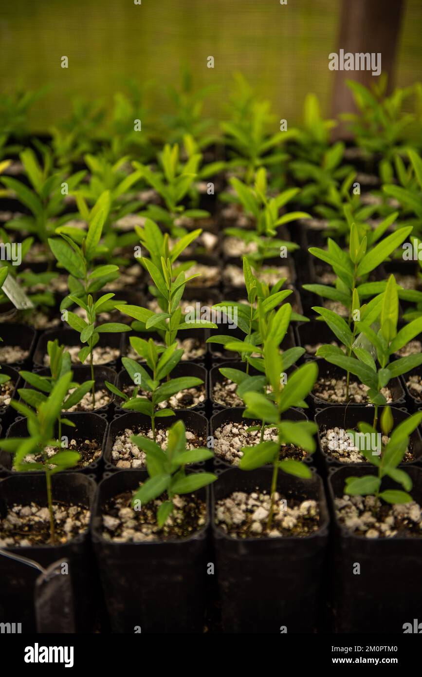A vertical shot of young plants on seedling containers Stock Photo - Alamy