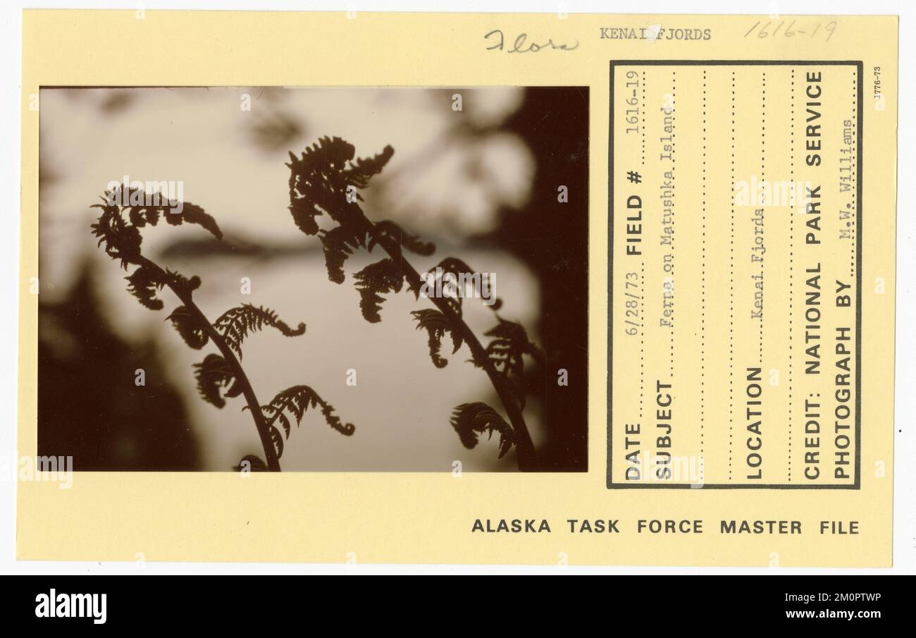 Ferns on Matushka Island. Alaska Task Force Photographs Stock Photo - Alamy