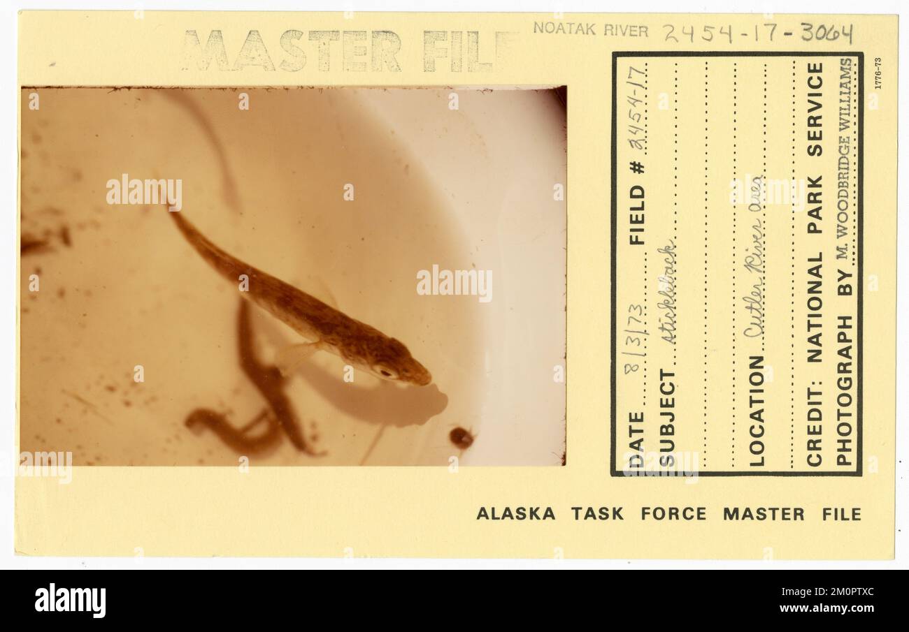 Stickleback. Alaska Task Force Photographs Stock Photo - Alamy