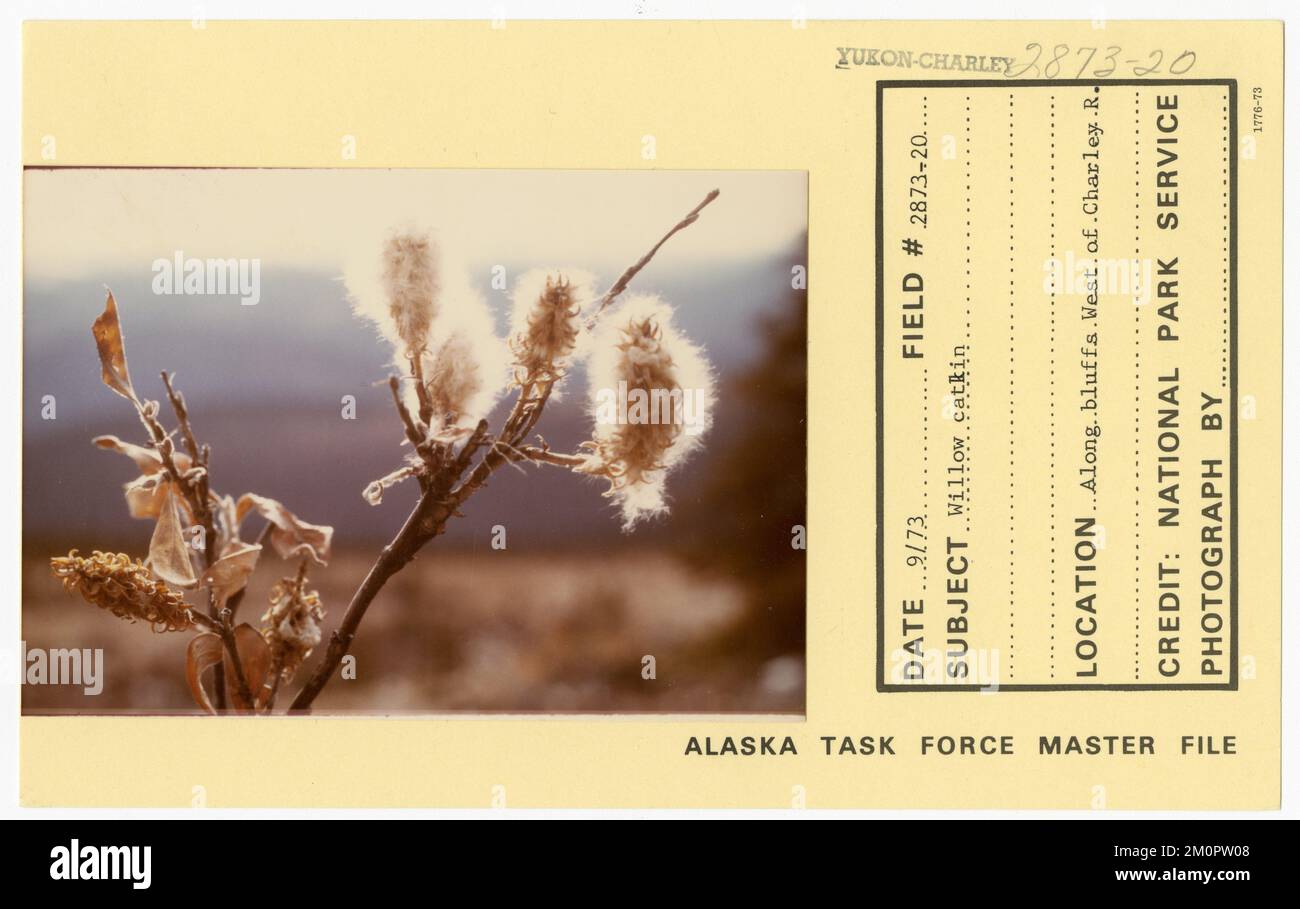 Willow catkin. Alaska Task Force Photographs Stock Photo - Alamy