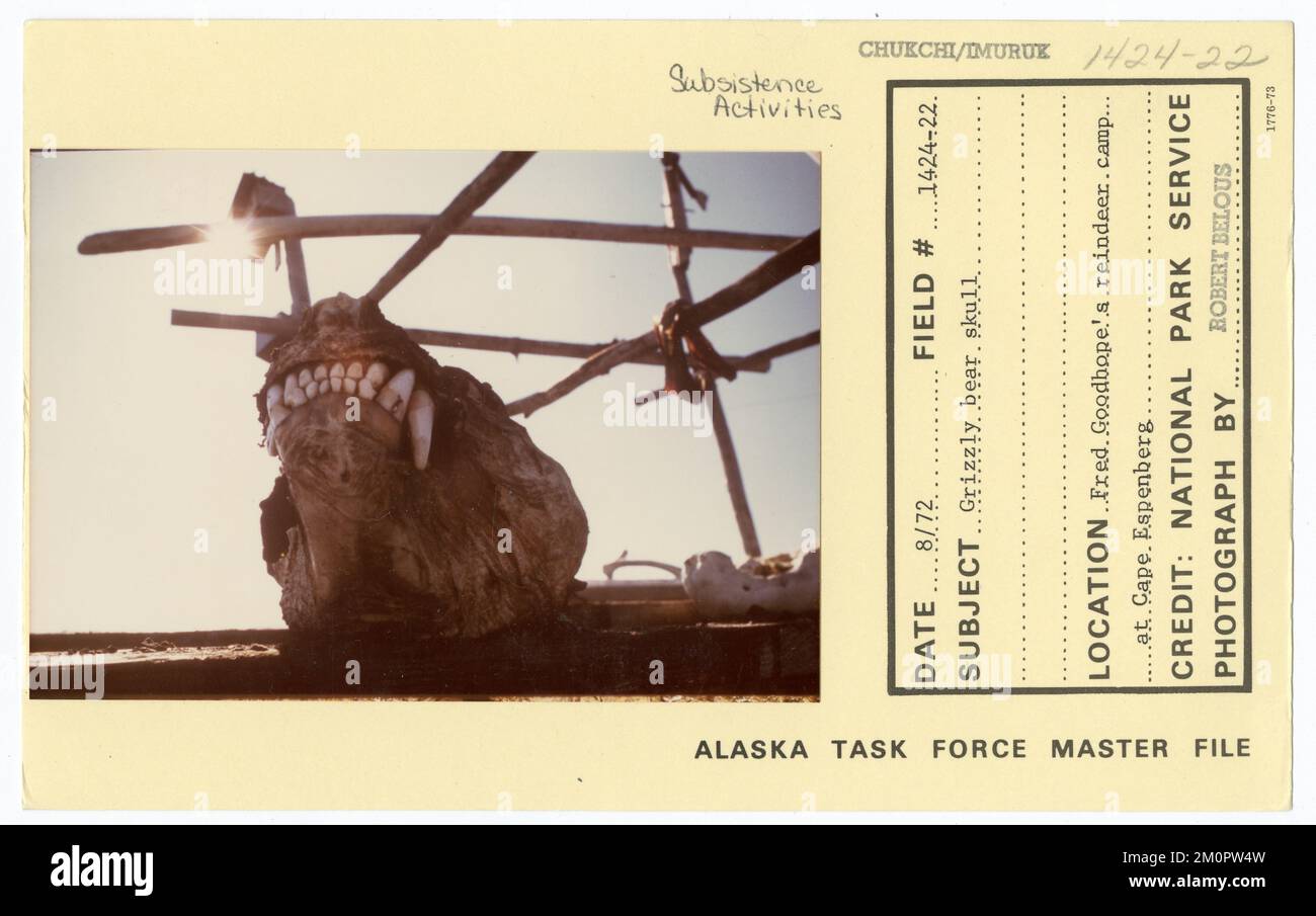Grizzly bear skull. Alaska Task Force Photographs Stock Photo - Alamy