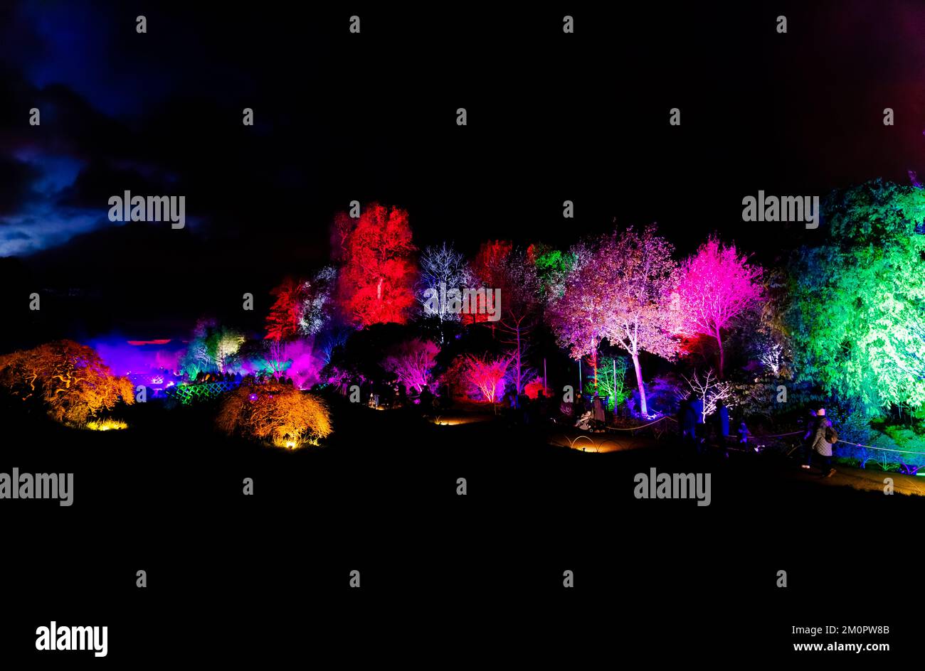 Illuminated trees at the 2022 annual Christmas Glow event at RHS Garden ...