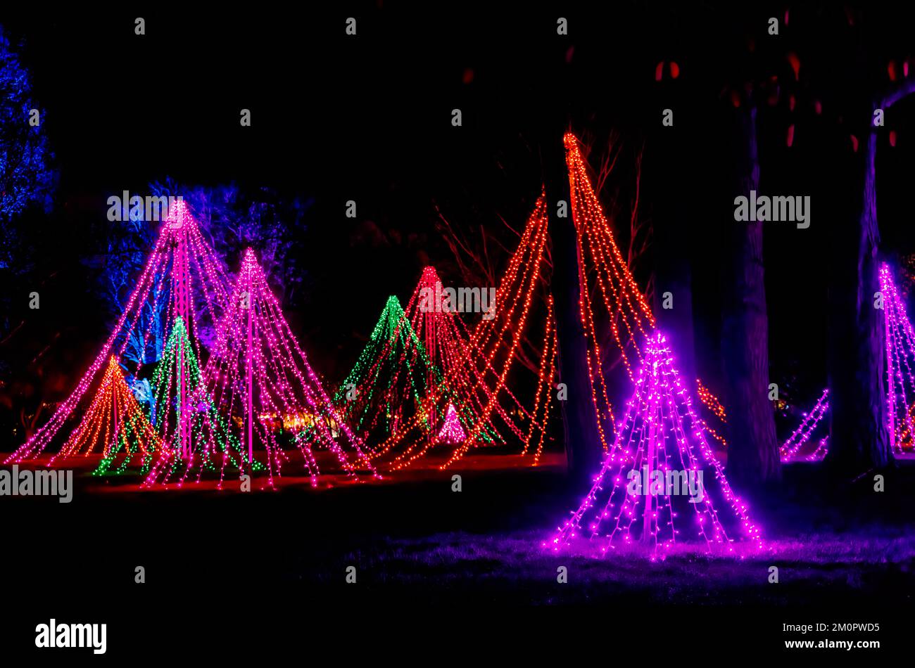 The 2022 annual Christmas Glow event in the Seven Acres area at RHS ...