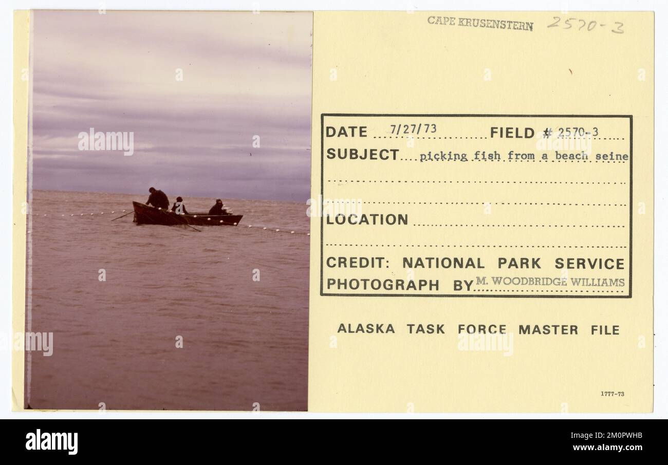 Picking fish from a beach seine. Alaska Task Force Photographs Stock ...
